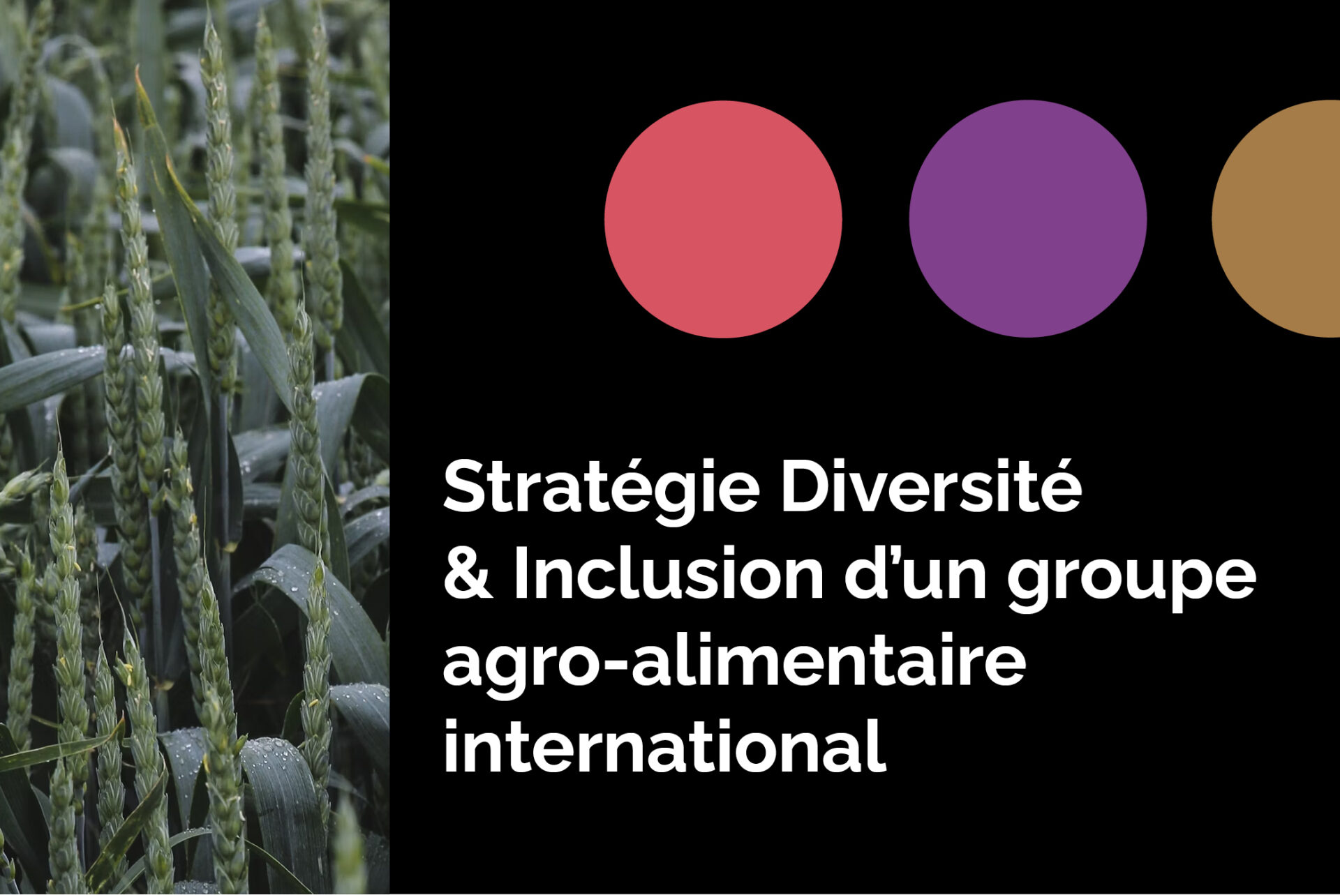 Stratégie Diversité & Inclusion d’un groupe agro-alimentaire ...